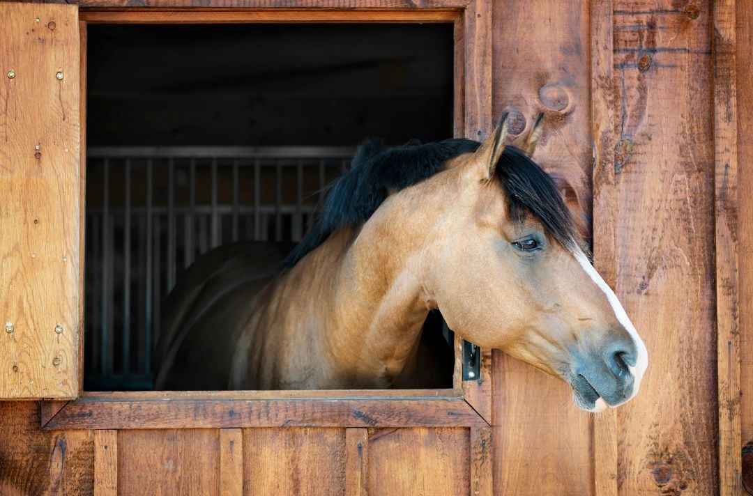 Barn vs. Stable: Unveiling Key Differences for Your Equine Needs